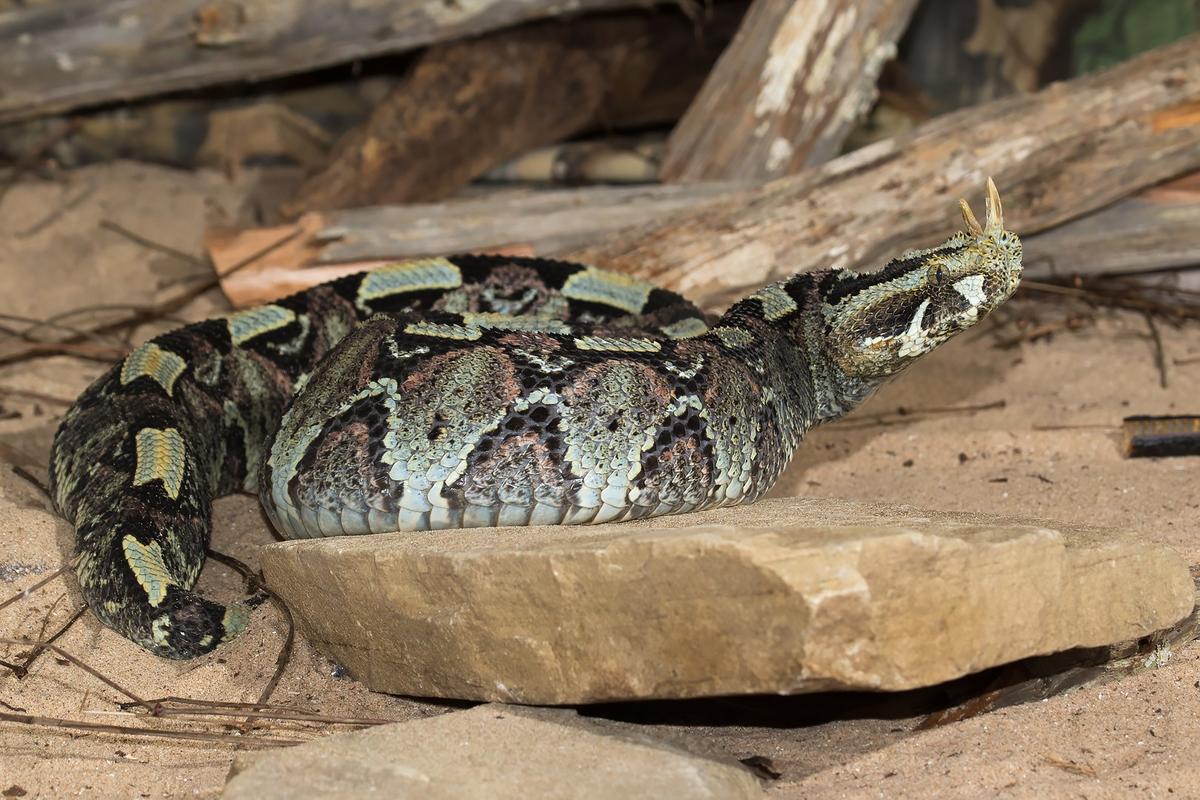 Rhino Viper Snake